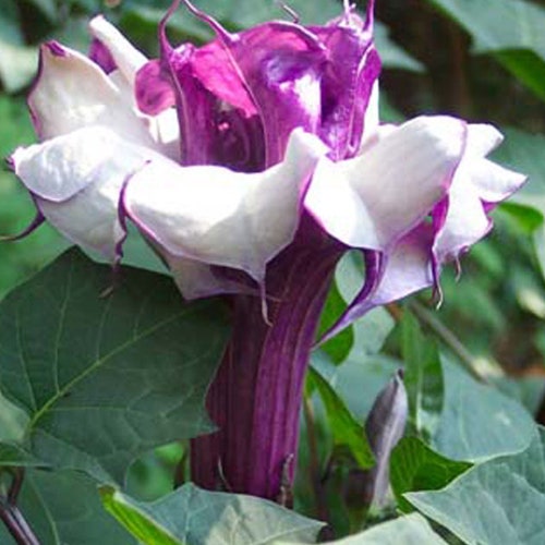 Double Purple Angel Trumpet Seeds - Etsy Sweden