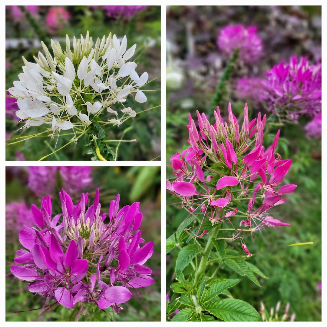 Pink, Rose & Violet Queen Cleome, Cleome Hasslerana, Spider Flower Seed ...