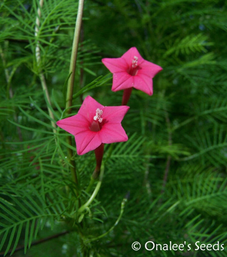 24+ Rose Pink Cypress (hummingbird) VINE SEEDS, Ipomoea Quamoclit, Ship ...