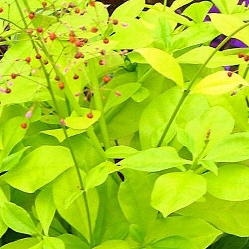 Jewels of Opar ''limon'', Limon Talinum talinum Paniculatum Lime Green ...