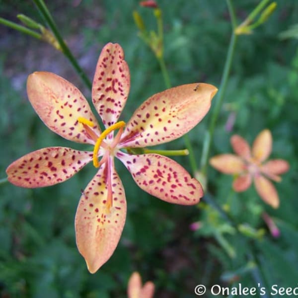 Leopard Lily - Etsy