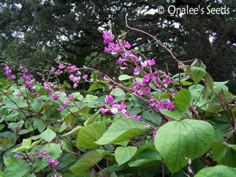 Hyacinth Bean Vine Seeds: Purple, Lablab Purpureus, Dolichos Lablab ...