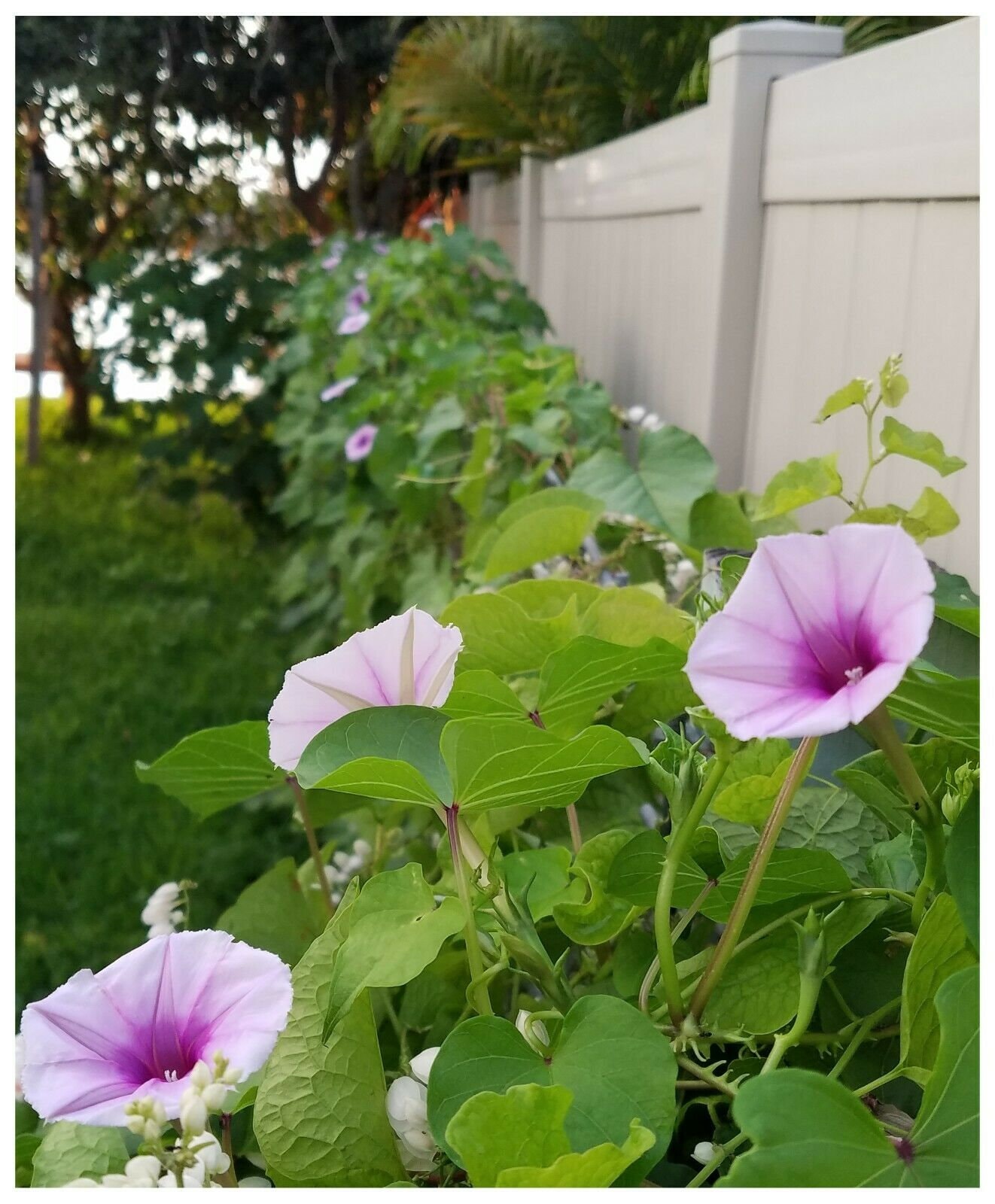 Lavender Moonvine Moonflower Vine Ipomoea turbinata 10 | Etsy