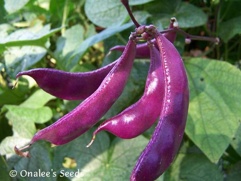 Hyacinth Bean Vine Seeds: Purple, Lablab Purpureus, Dolichos Lablab ...