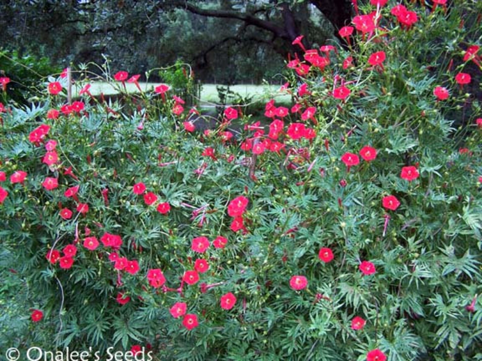 Cardinal Climber red Vine ipomoea X Multifida Seeds. - Etsy