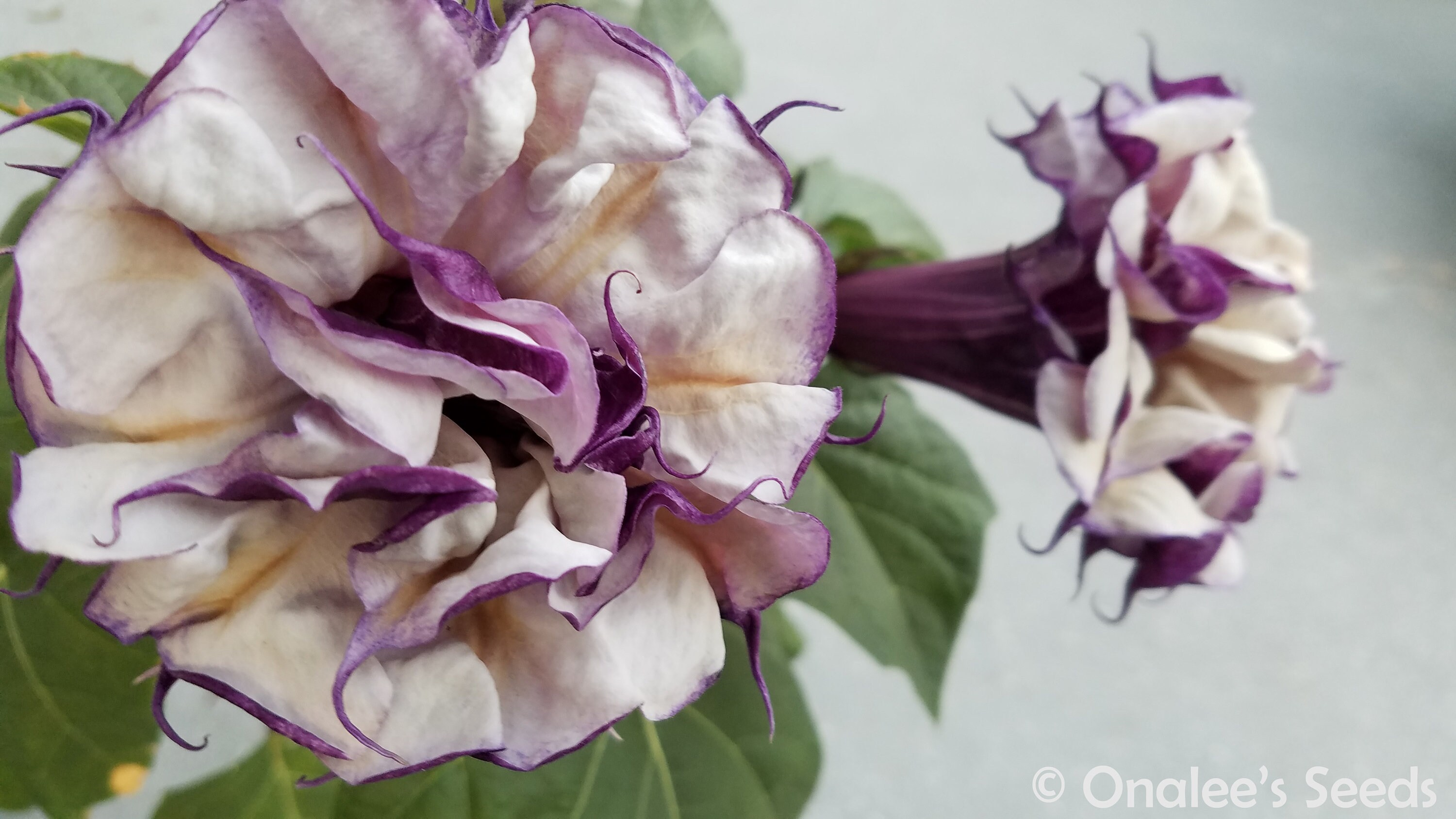 Double Purple Devil's Trumpet / Angel's Trumpet, Datura Metel, Fragrant ...
