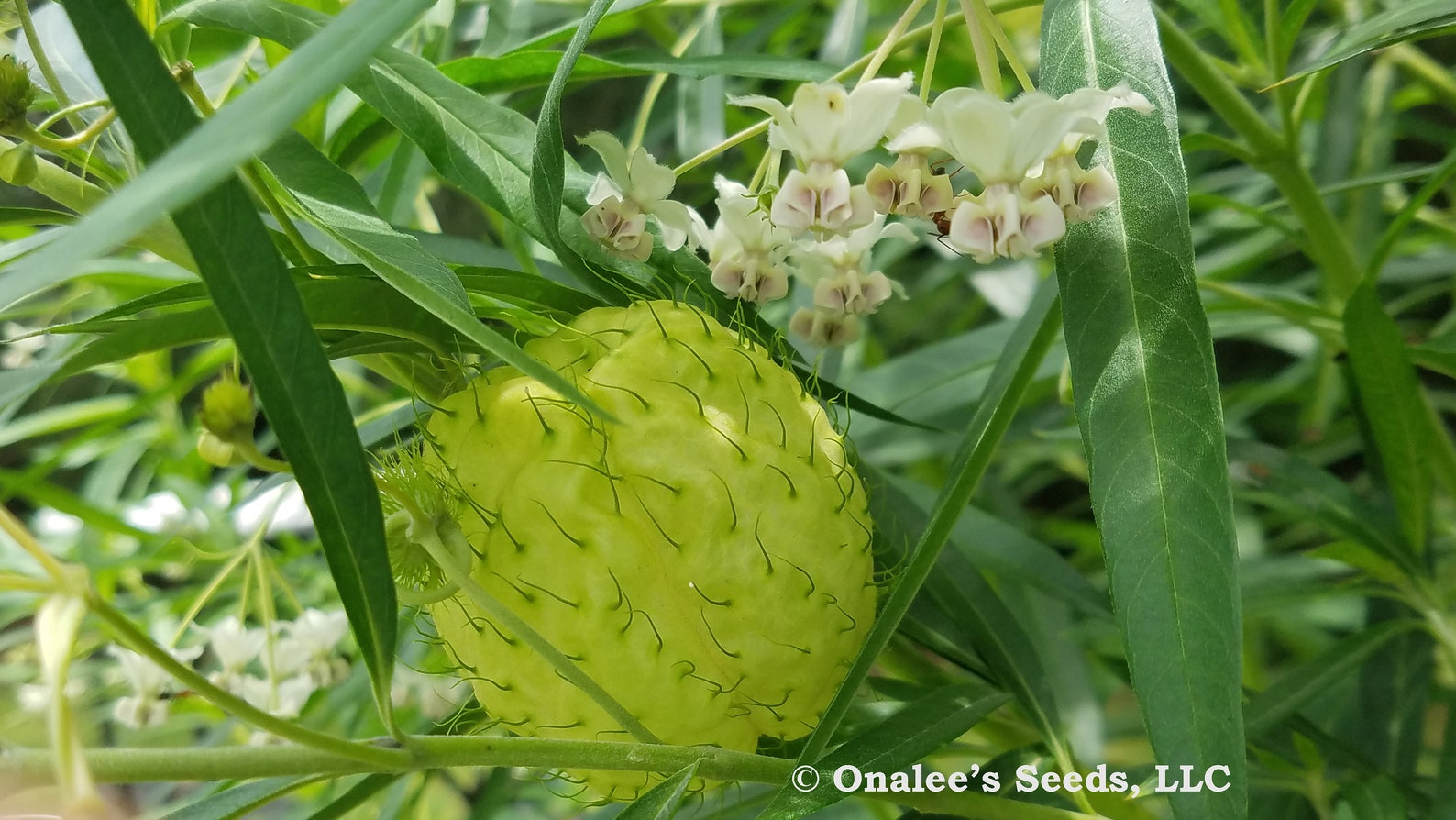 Butterfly Milk Weed Balloon Plant, Hairy Balls Seeds,(asclepias Physoca ...