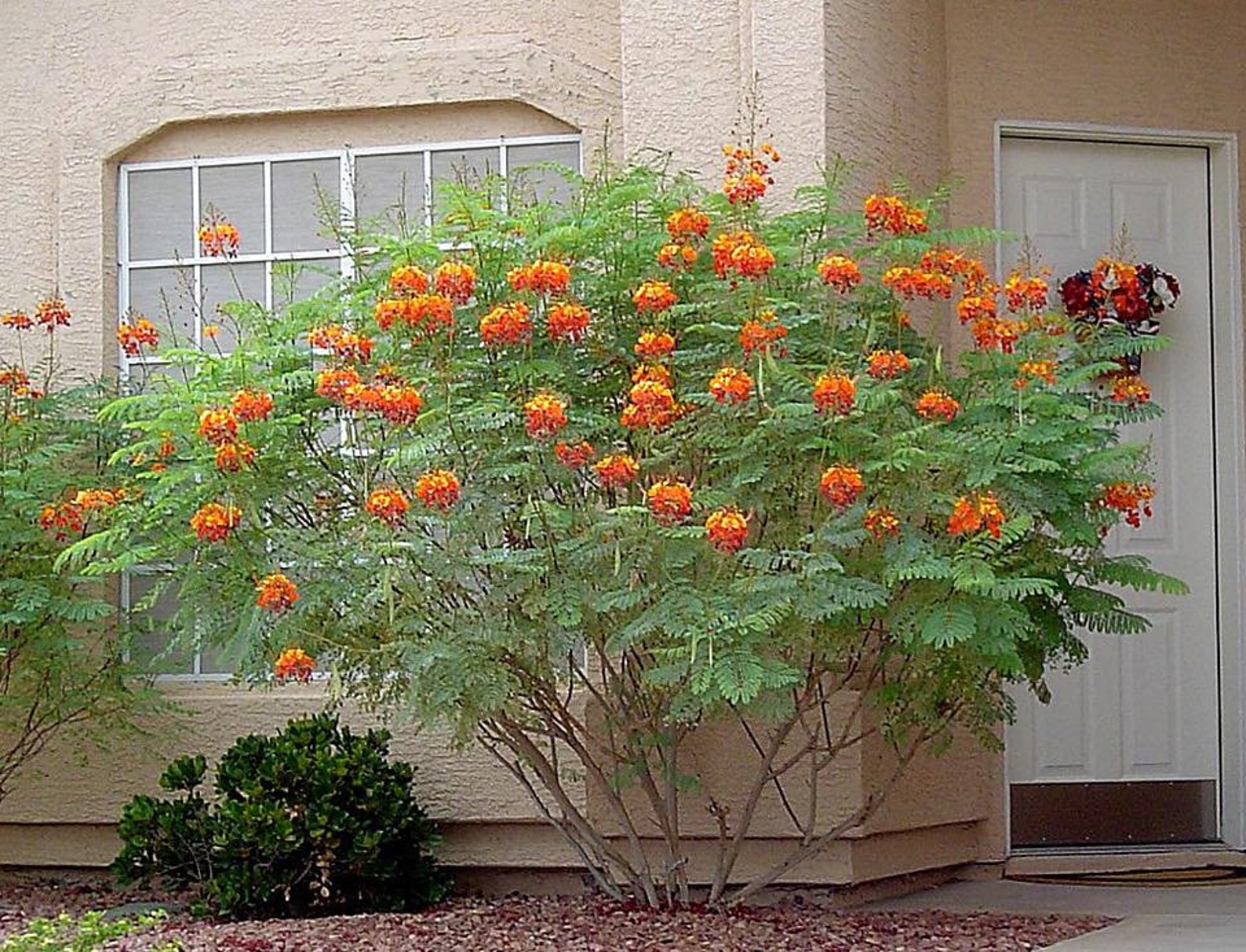 Pride of Barbados, Dwarf Poinciana, Peacock Flower, Mexican Bird of ...