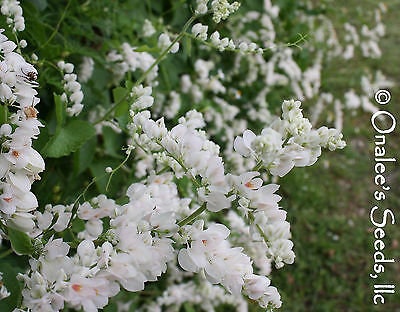 Antigonon Leptopus White