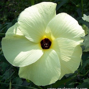 Sunset manihot Sweet, Edible Hibiscus abelmoschus Manihot Seeds. Yellow Blooms on Tall Plants ...