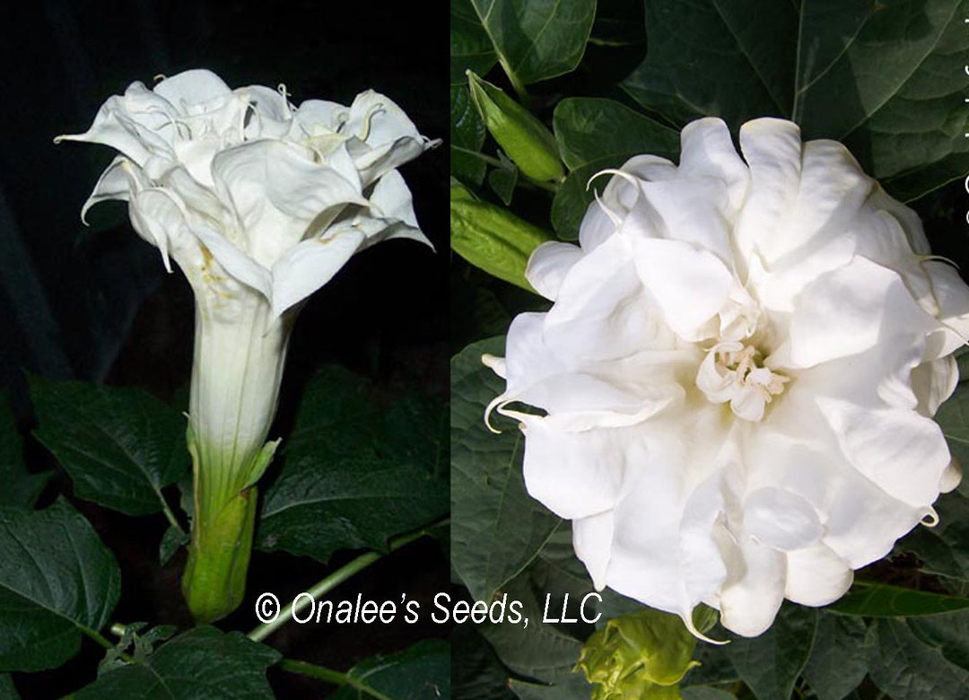 Triple White Devil's Trumpet, Datura Metel , Fragrant Flowers, Showy ...