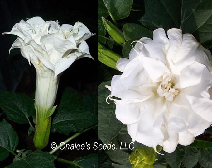 Triple White Devil's Trumpet, Datura Metel , Fragrant Flowers, Showy ...