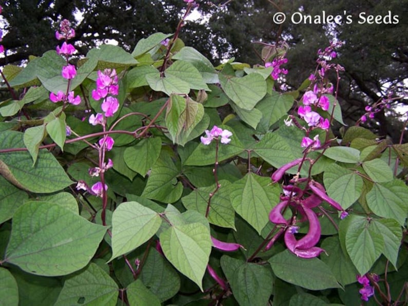 Hyacinth Bean Vine Seeds: Purple, Lablab Purpureus, Dolichos Lablab ...