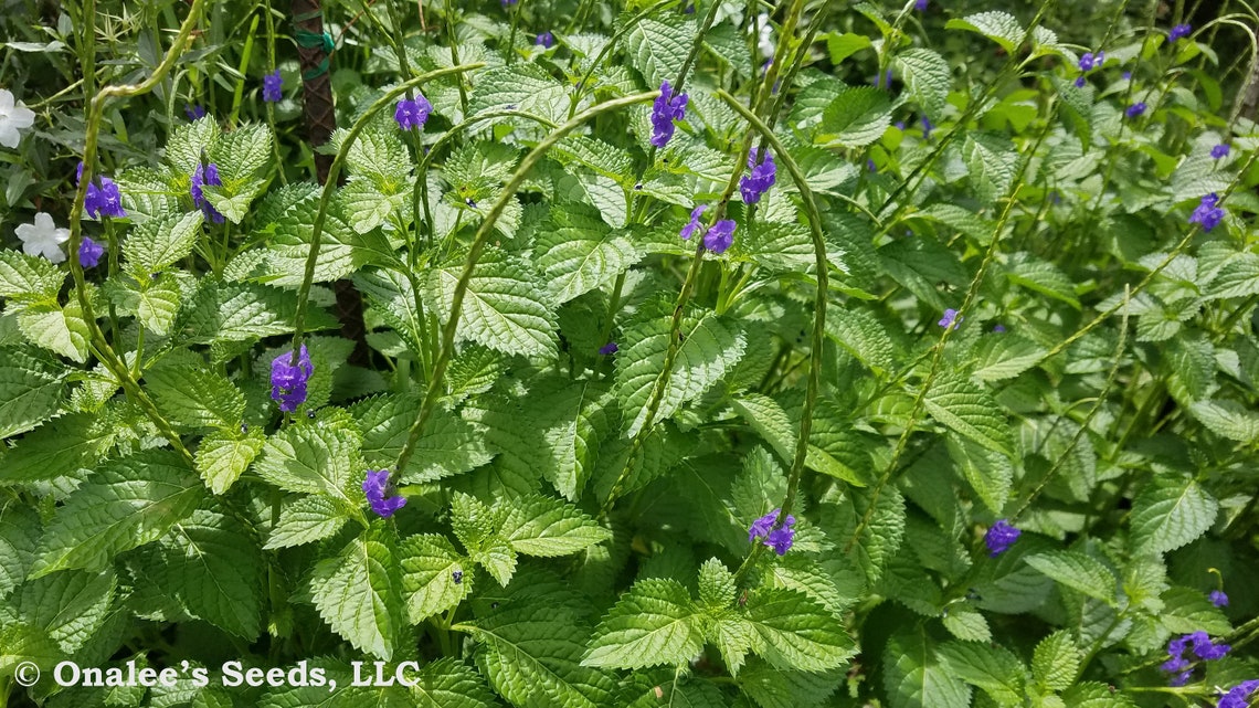 Blue Porterweed Stachytarpheta Urticifolia Seeds Butterfly - Etsy