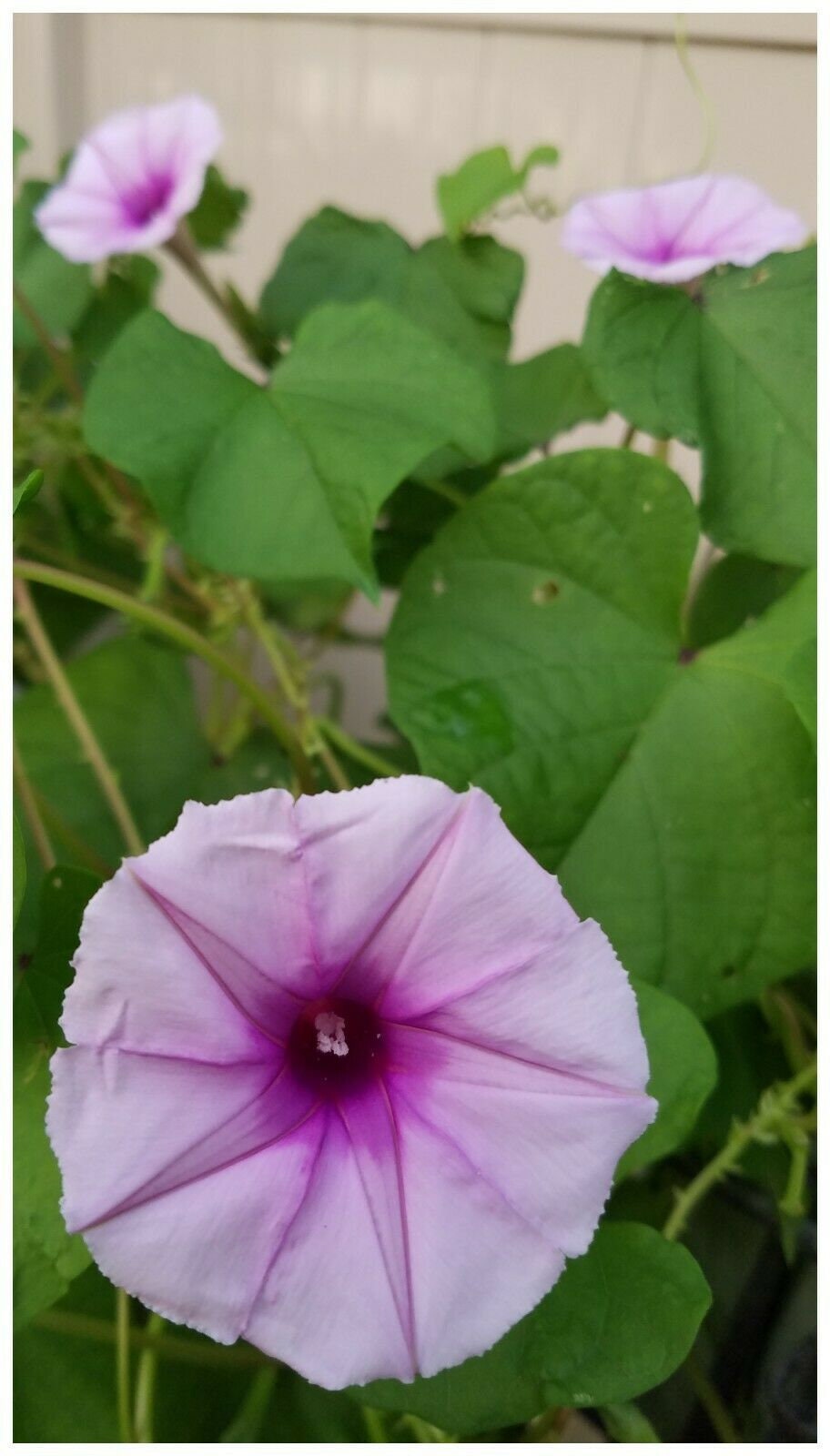 Lavender Moonvine, Moonflower Vine (ipomoea Turbinata) (10+ Seeds) FROM ...
