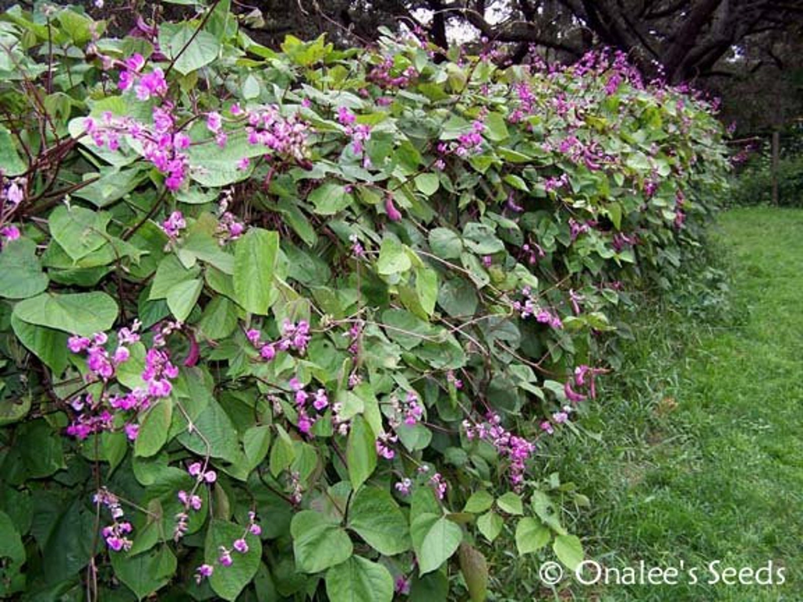 Hyacinth Bean Vine Seeds: Purple & White Mix Lablab - Etsy