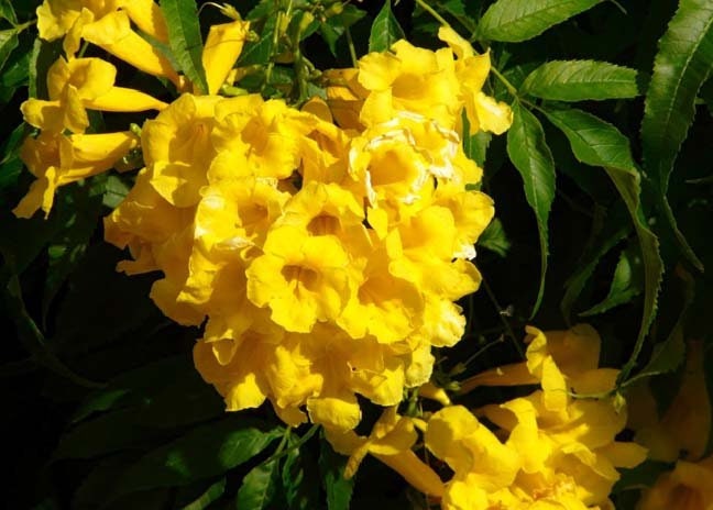 Yellow Elder AKA: Esperanza Yellow Bells Hardy Yellow - Etsy