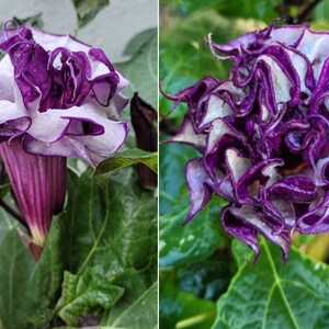 Double Purple Devil's Trumpet / Angel's Trumpet, Datura Metel, Fragrant ...