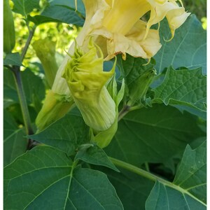 Triple Yellow Devil's Trumpet / Angel's Trumpet, Datura Metel, Fragrant ...