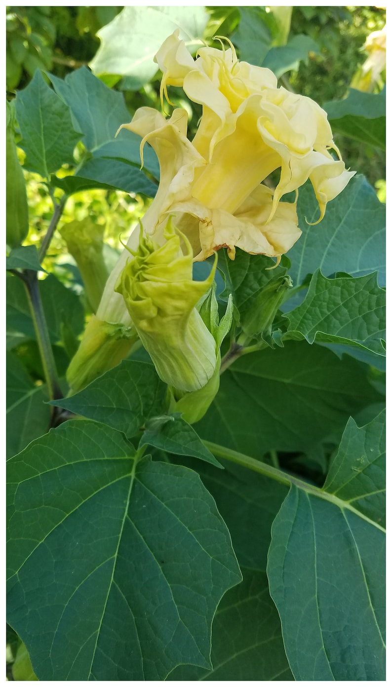 Triple Yellow Devil's Trumpet / Angel's Trumpet, Datura Metel, Fragrant ...