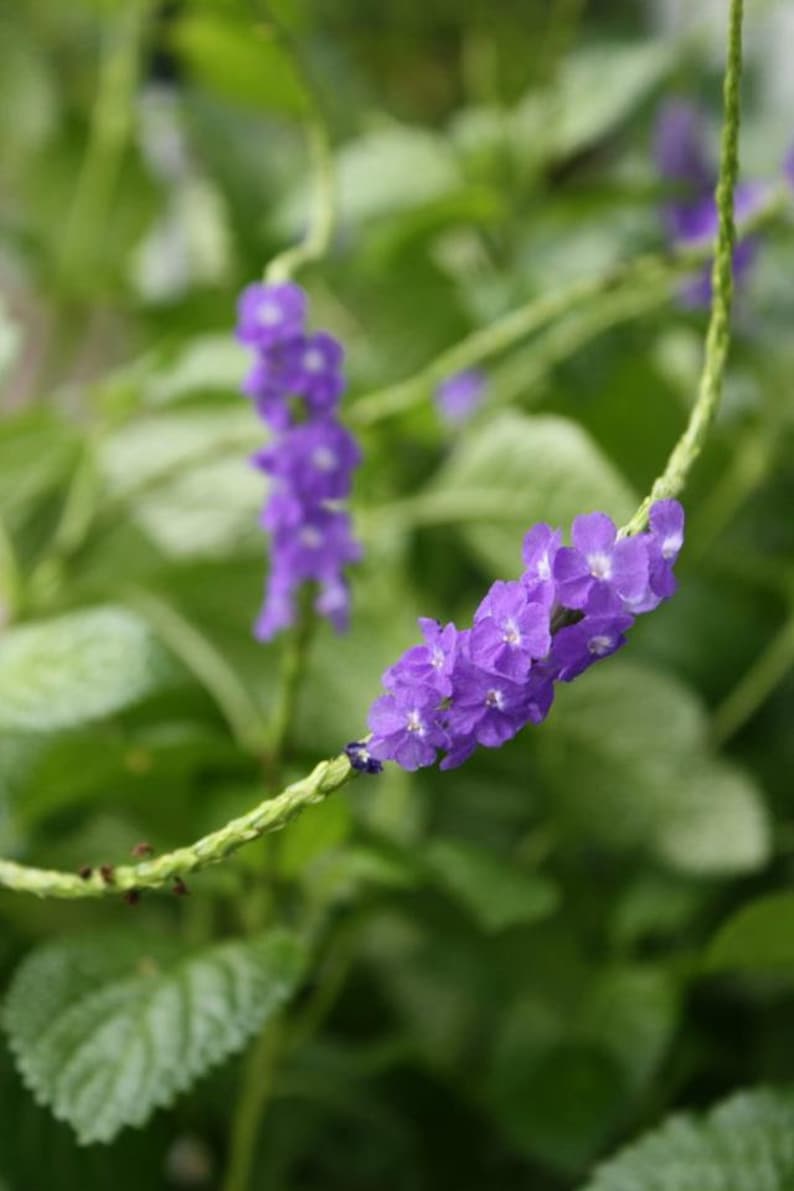 Blue Porterweed, Stachytarpheta Urticifolia, Seeds Butterfly Garden ...