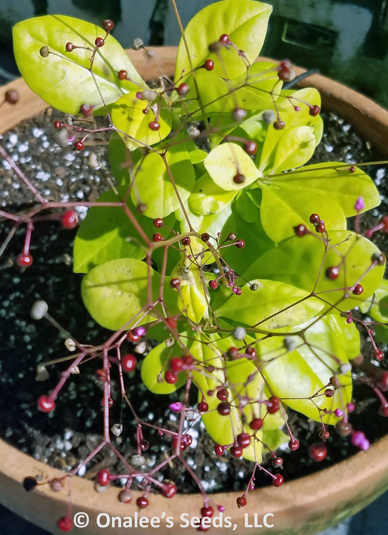 Jewels of Opar ''limon'', Limon Talinum talinum Paniculatum Lime Green ...