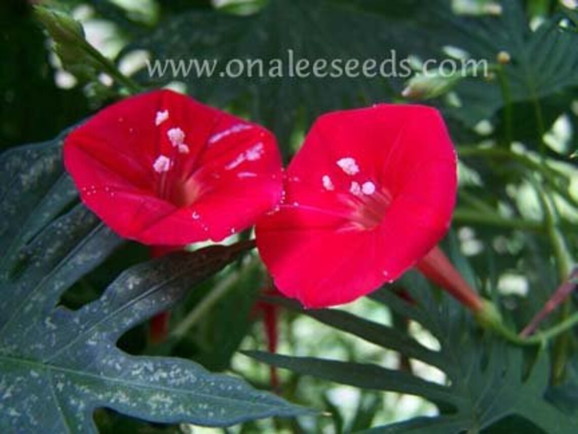 Cardinal Climber red Vine ipomoea X Multifida Seeds. - Etsy