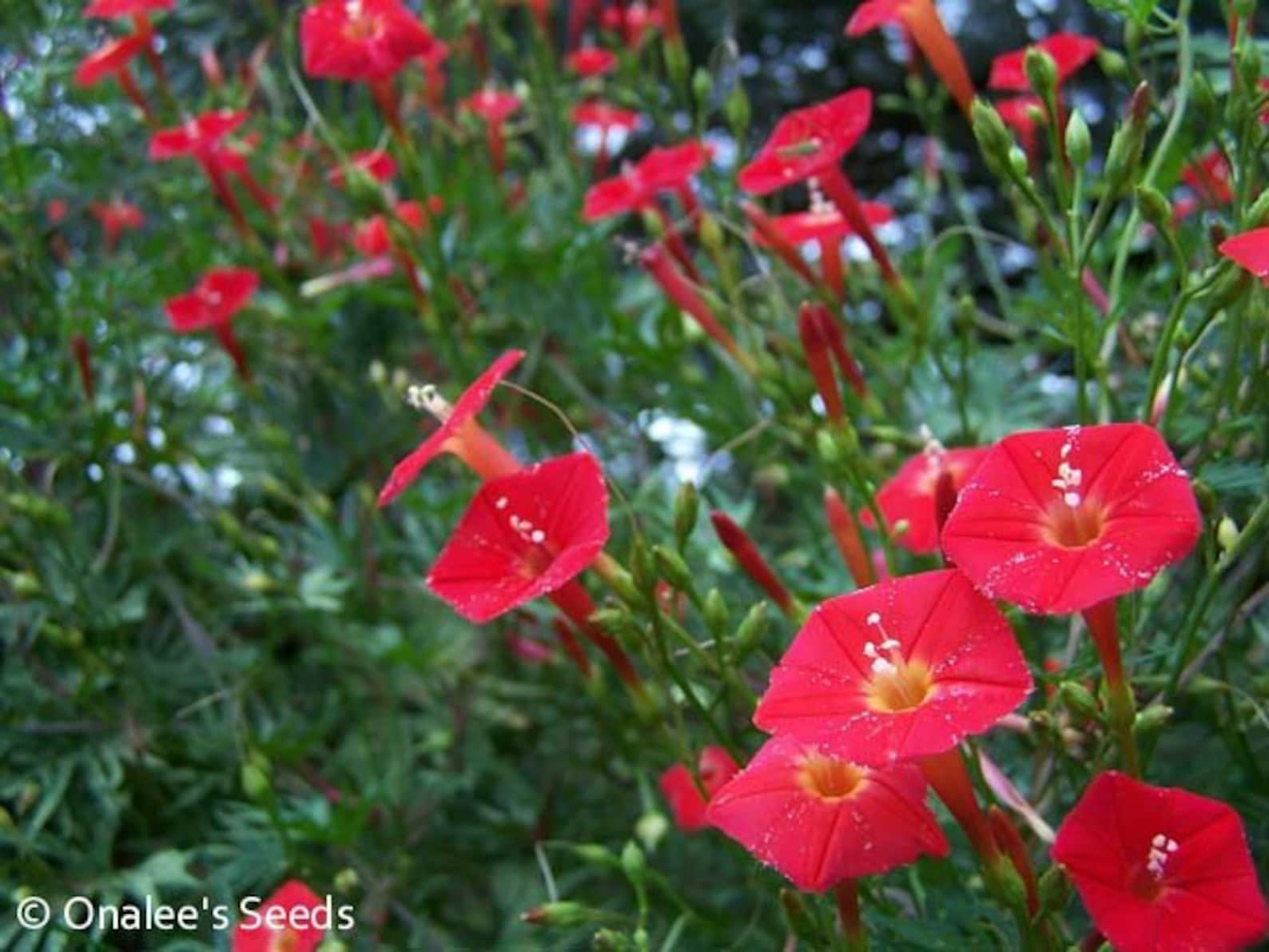 Cardinal Climber red Vine ipomoea X Multifida Seeds. | Etsy