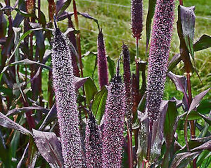 Foxtail Millet Red Jewel Ornamental Grass Seeds setaria Italica 35seeds ...