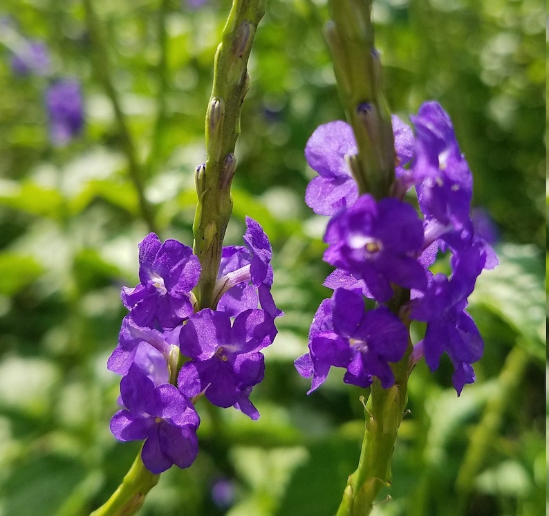 Blue Porterweed Stachytarpheta Urticifolia Seeds Butterfly - Etsy