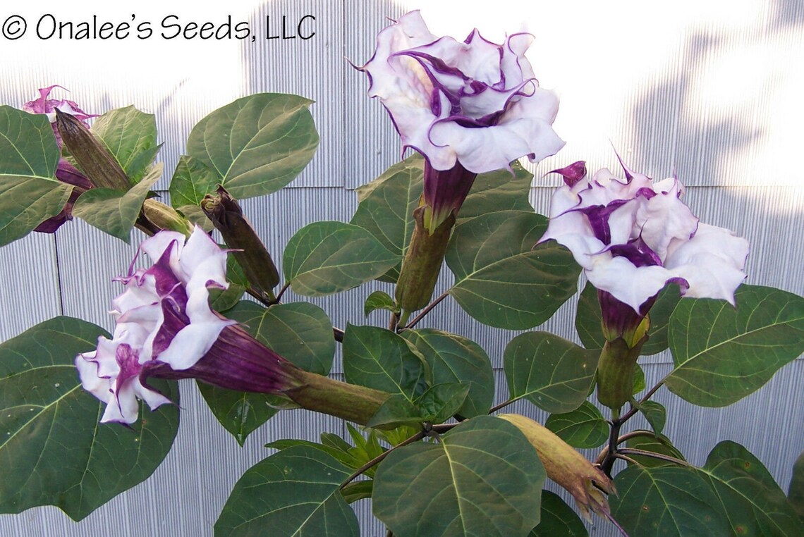 Double Purple Devil's Trumpet / Angel's Trumpet | Etsy