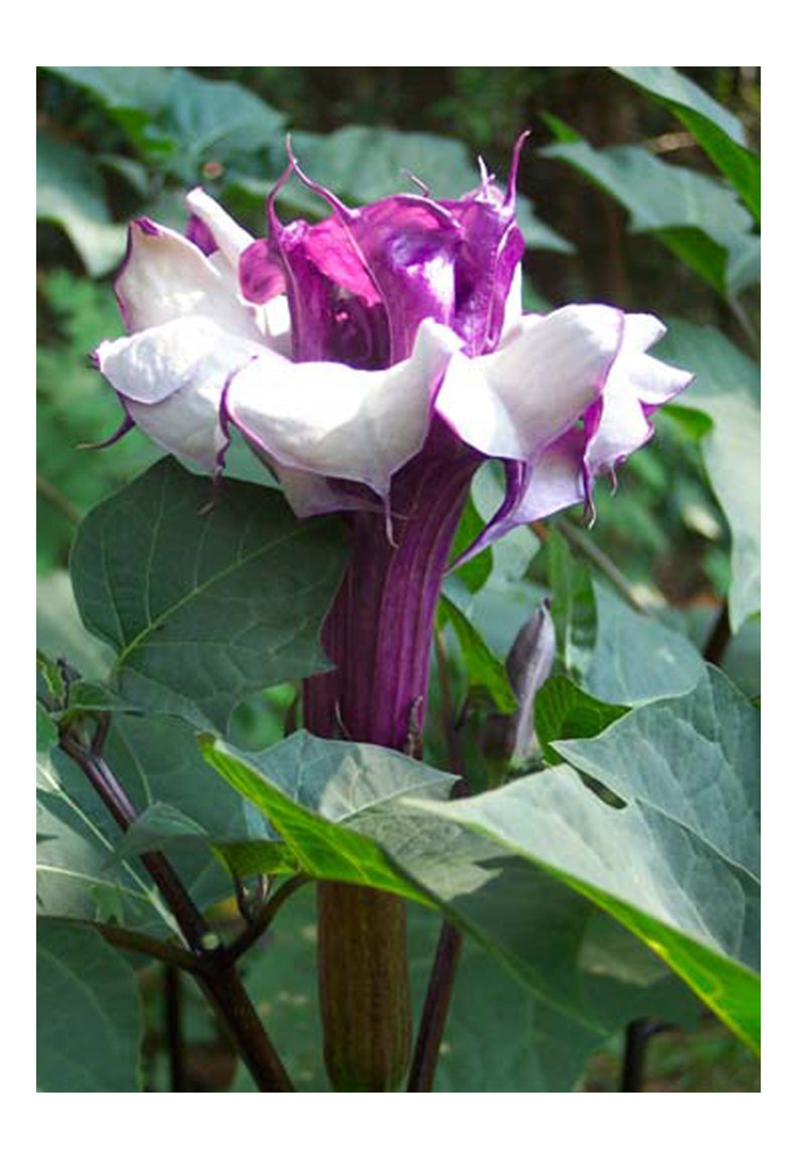 Double Purple Devil's Trumpet / Angel's Trumpet, Datura Metel, Fragrant ...