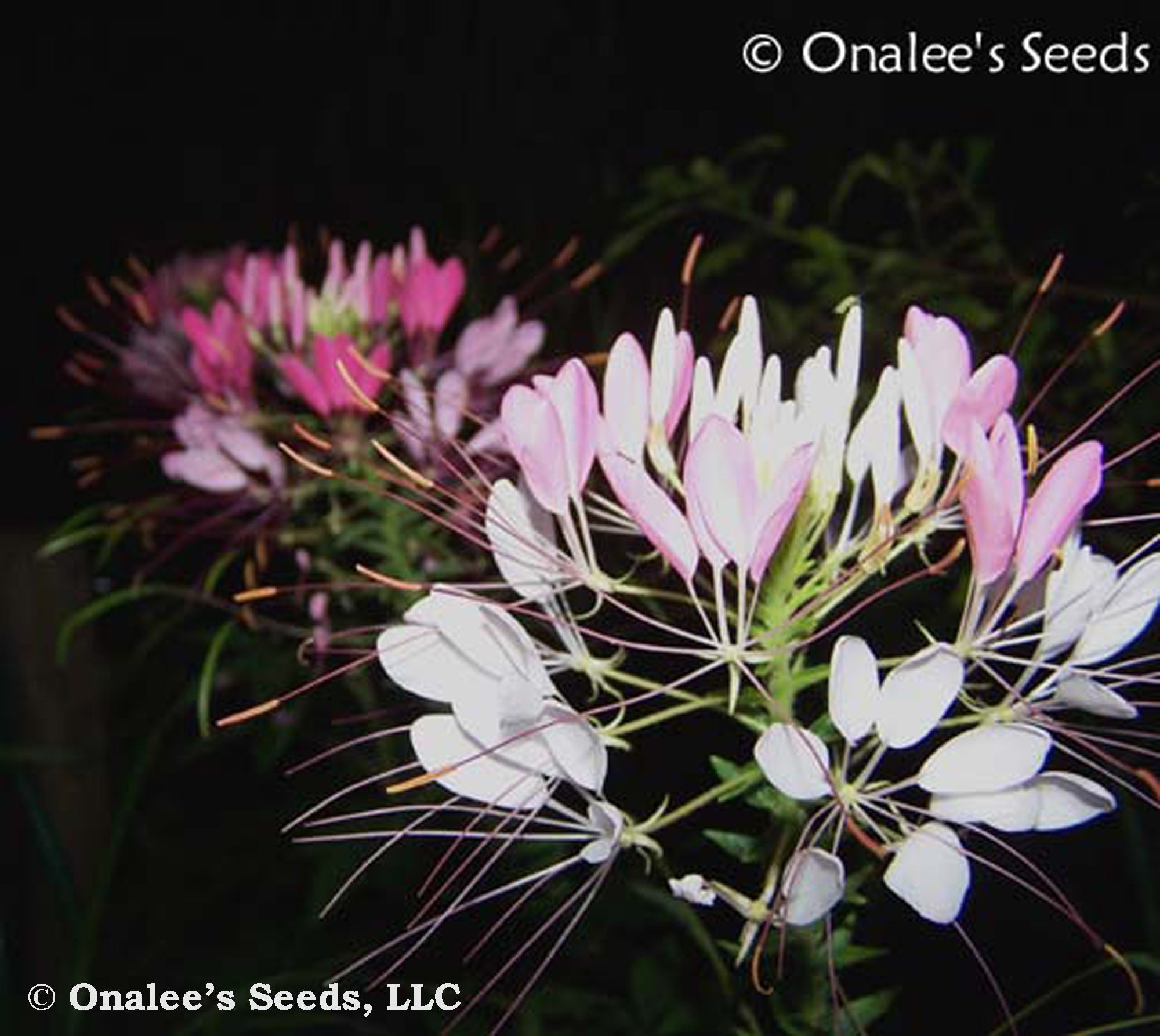 Pink, Rose & Violet Queen Cleome, Cleome Hasslerana, Spider Flower Seed ...