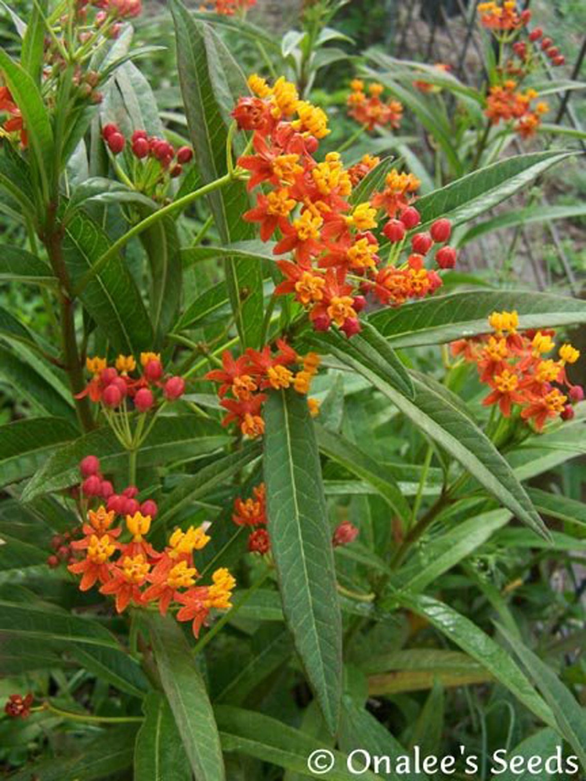 Scarlet Red Crimson Butterfly Milkweed (asclepias Curassavica) Seeds ...