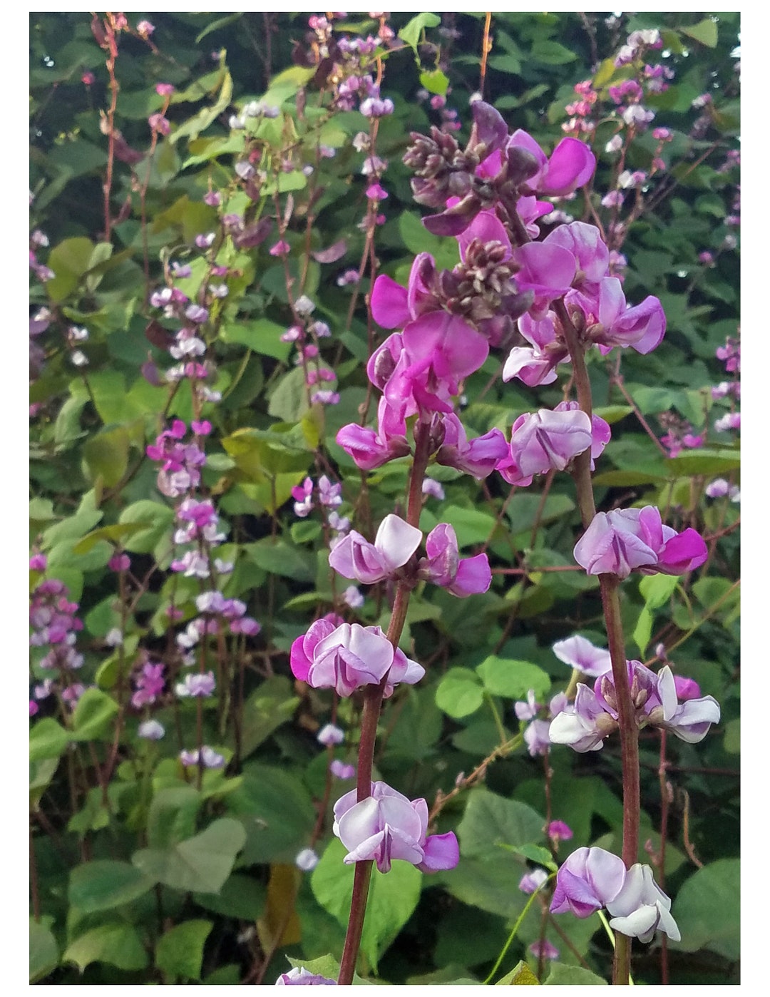 Hyacinth Bean Vine Seeds: Purple, Lablab Purpureus, Dolichos Lablab ...