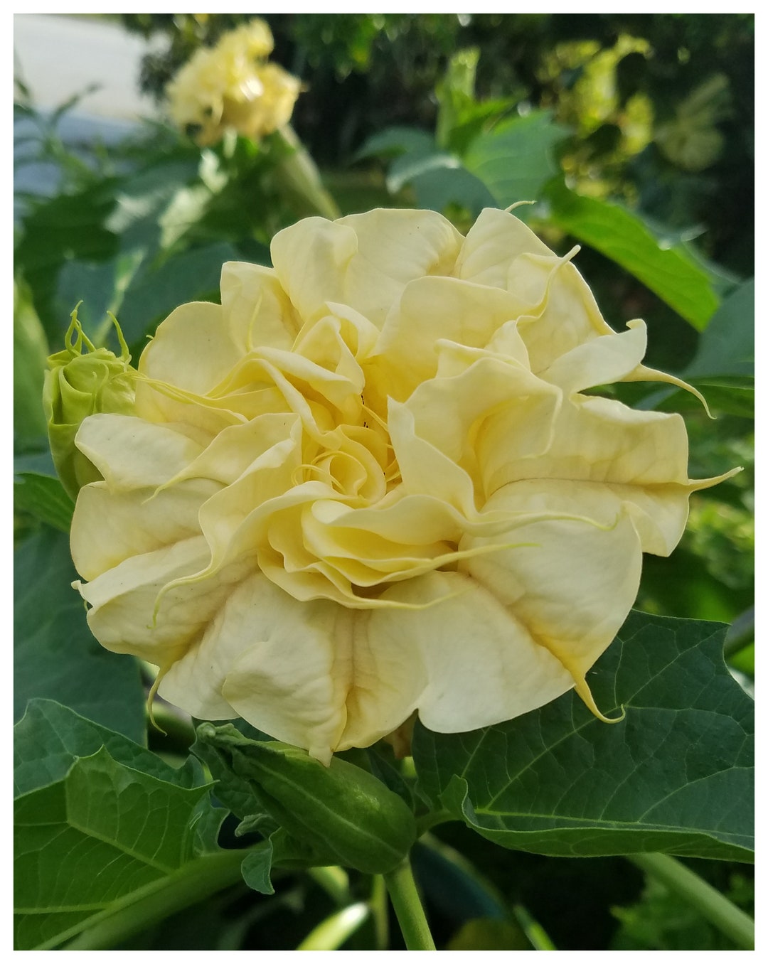 Triple Yellow Devil's Trumpet / Angel's Trumpet, Datura Metel, Fragrant ...