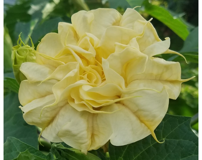 Triple Yellow Devil's Trumpet / Angel's Trumpet, Datura Metel, Fragrant ...