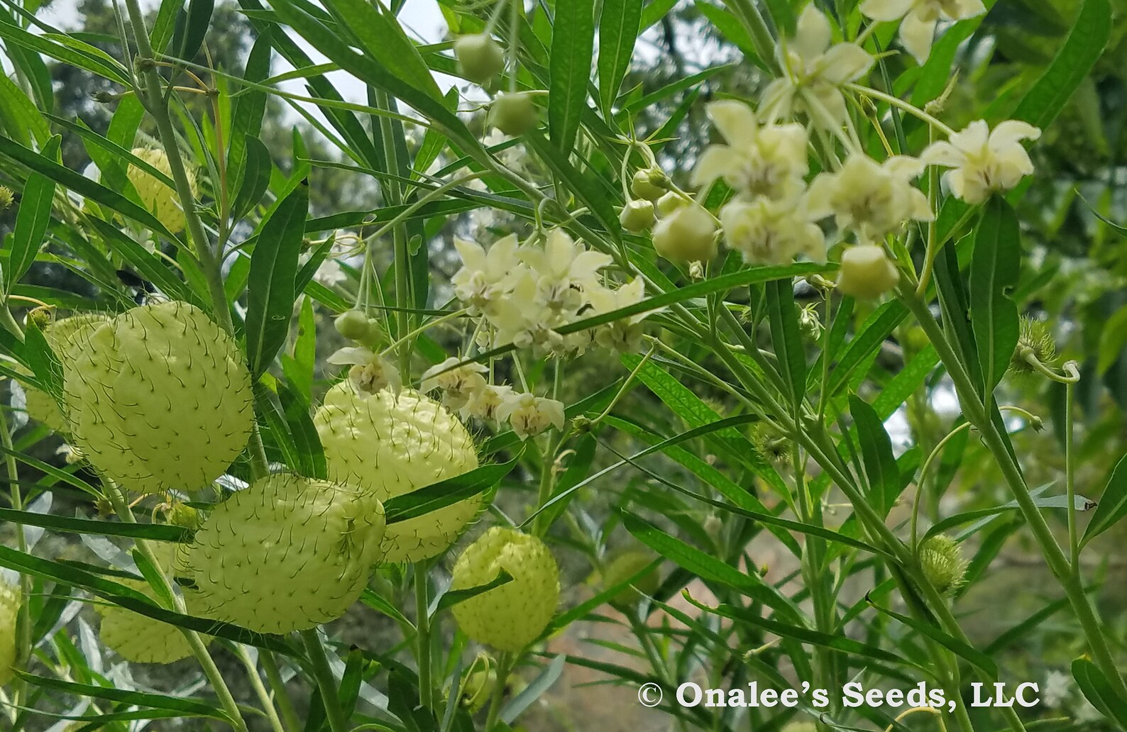 Butterfly Milk Weed Balloon Plant, Hairy Balls Seeds,(asclepias Physoca ...