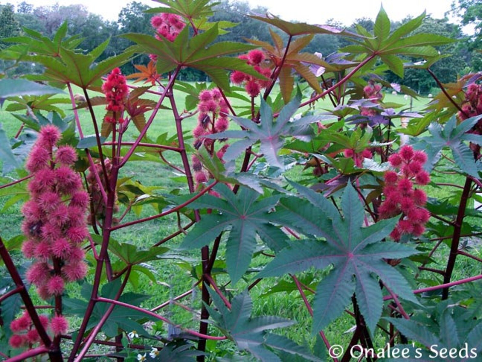 Red Castor Bean Seeds Tropical Look Fast Grower Use as - Etsy Australia