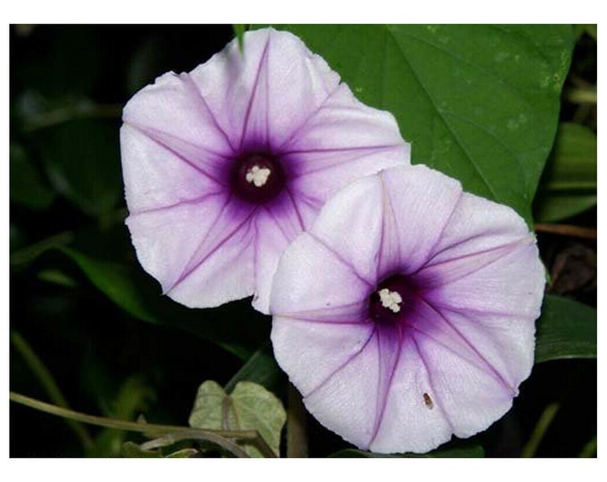 Lavender Moonvine, Moonflower Vine ipomoea Turbinata 10 Seeds FROM USA ...