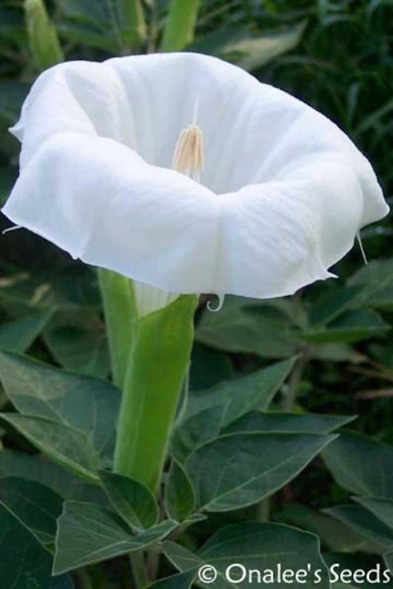 Datura, Moonflower, White Devil's Trumpet, Angel Trumpet, Unusual ...