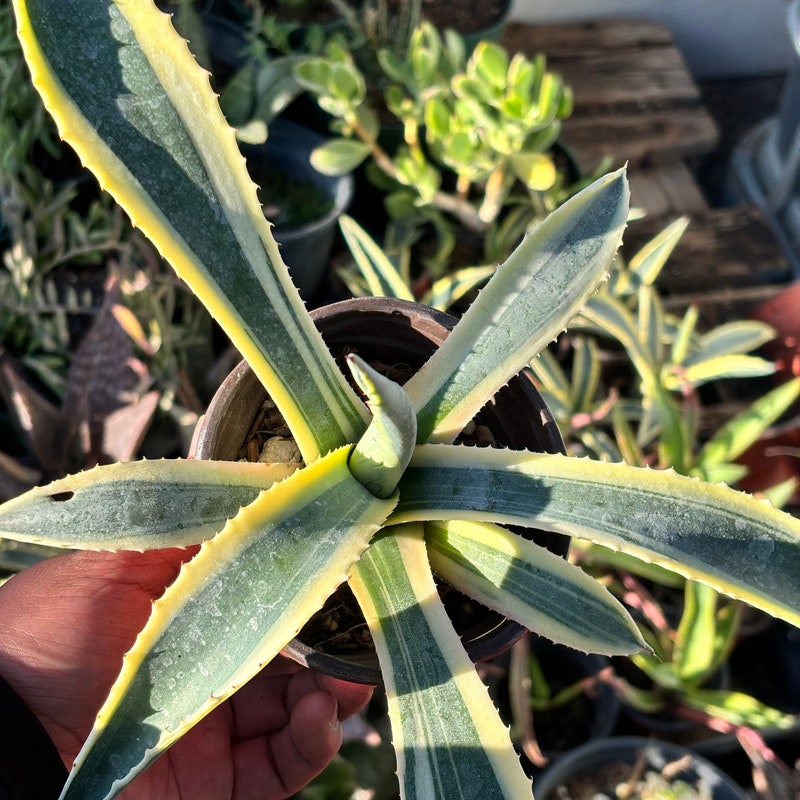 Variegated Agave - Etsy