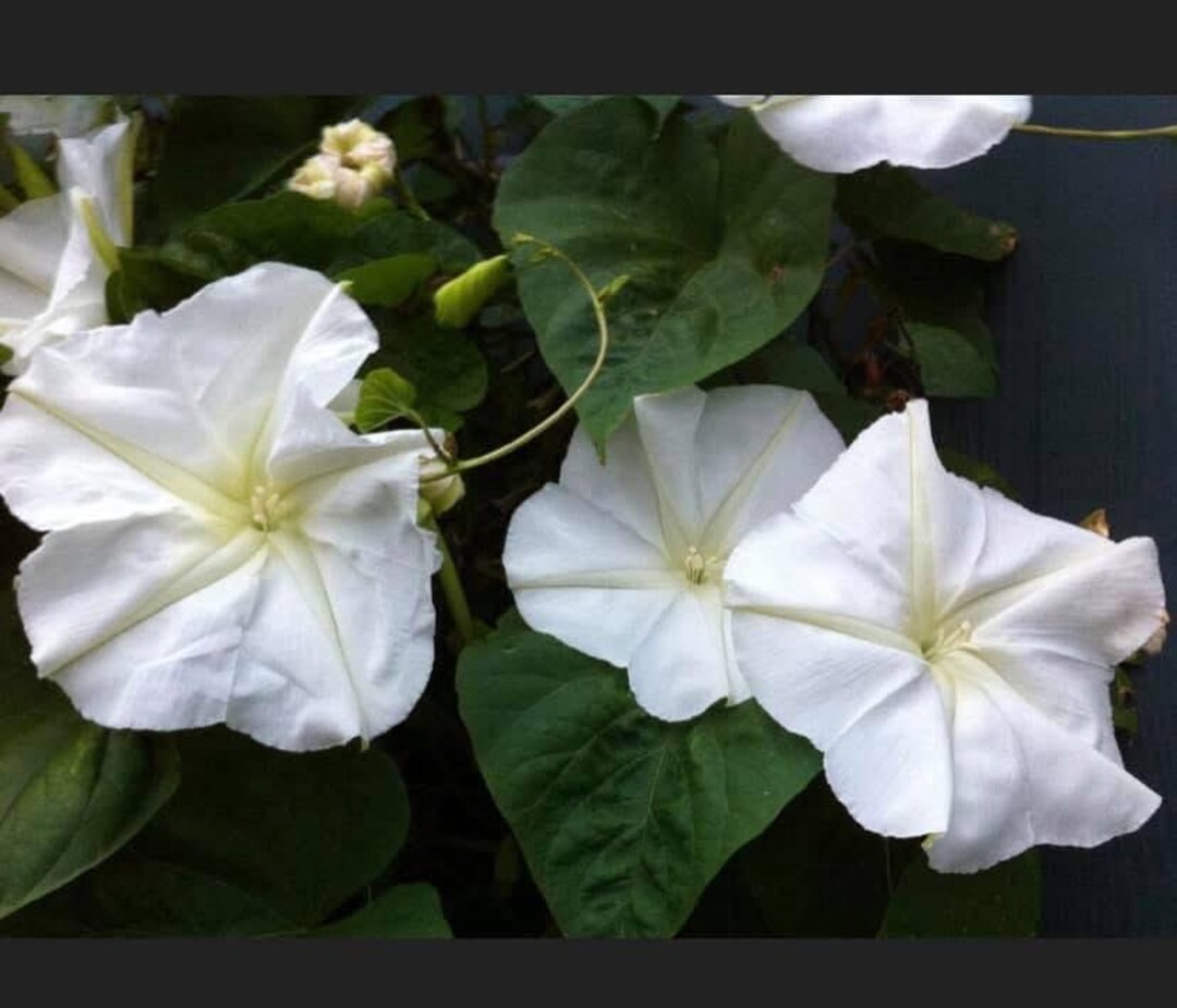 Moonflower Vine, Live Plant, Ipomoea Alba, 4" Pot - Etsy