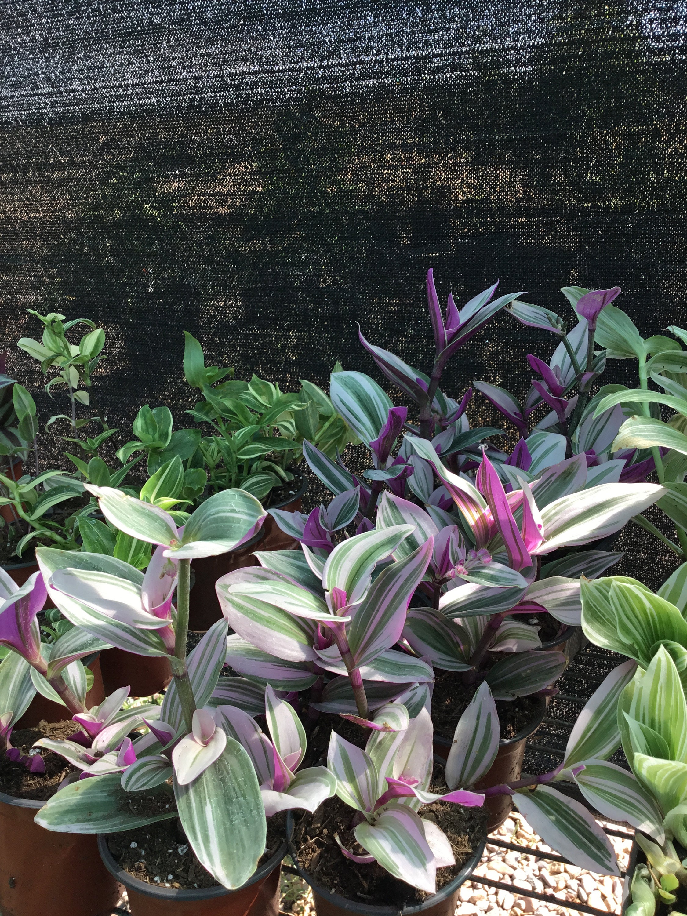 Tradescantia Nanouk Live Plant 4 Inch Pot - Etsy