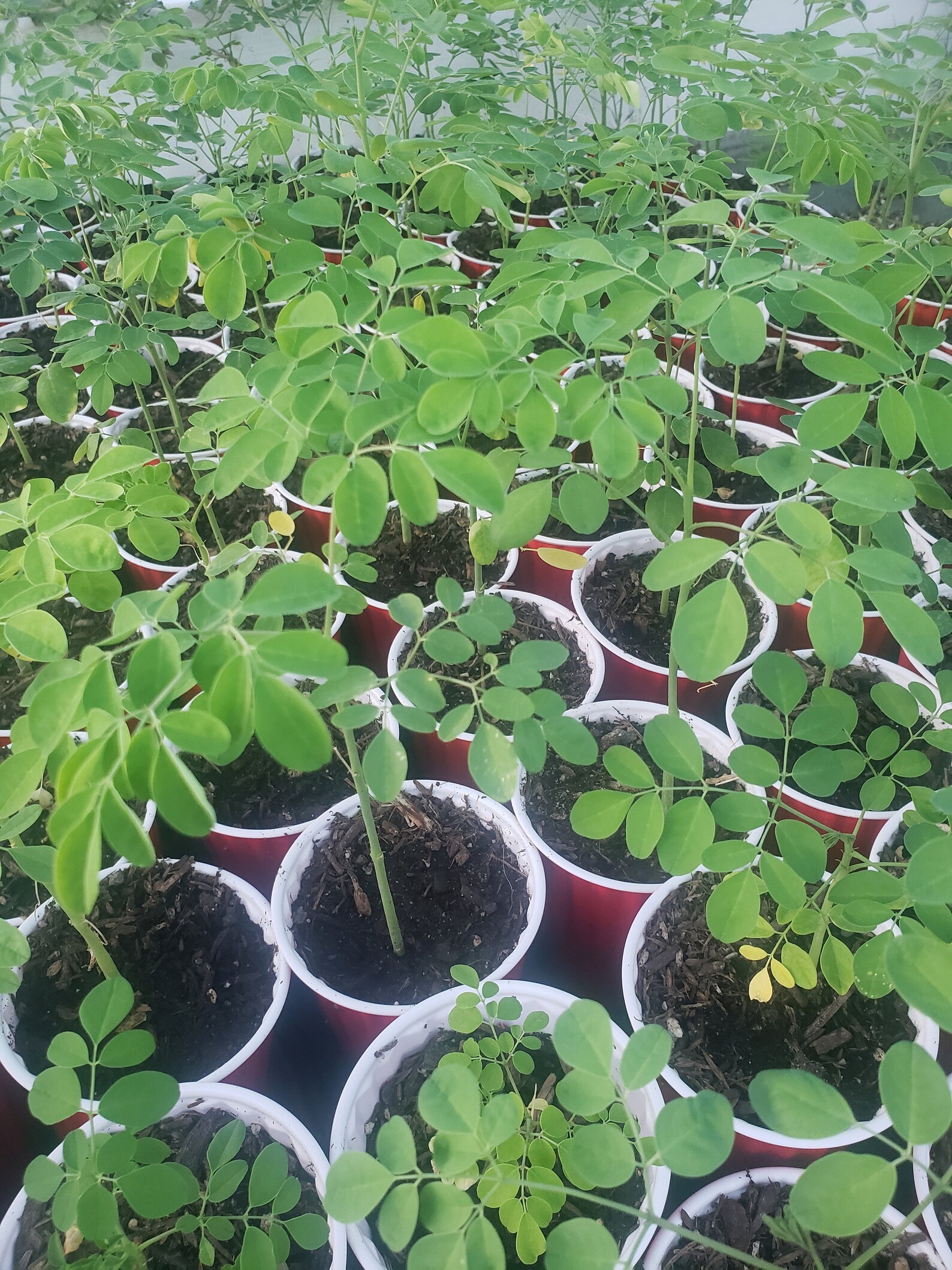 2 Moringa Plants (8-15 Inches) Saigen, Shevga Bhaji, Moringa Oleifera ...