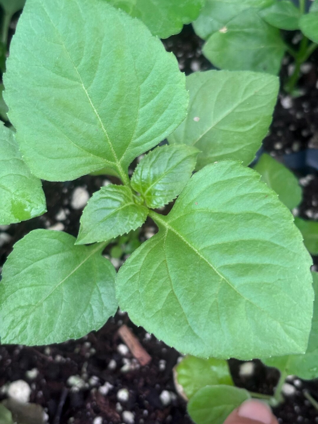 Live Toothache Plant, Spilanthes Oleracea, Buzz Buttons Plant Starts - Etsy