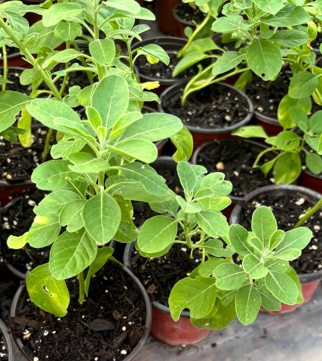 Live Ashwagandha Plant- Indian Gensing- - Etsy