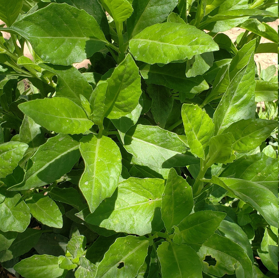 Rooted Longevity Spinach Plant/ Gynura Procumbens - Etsy