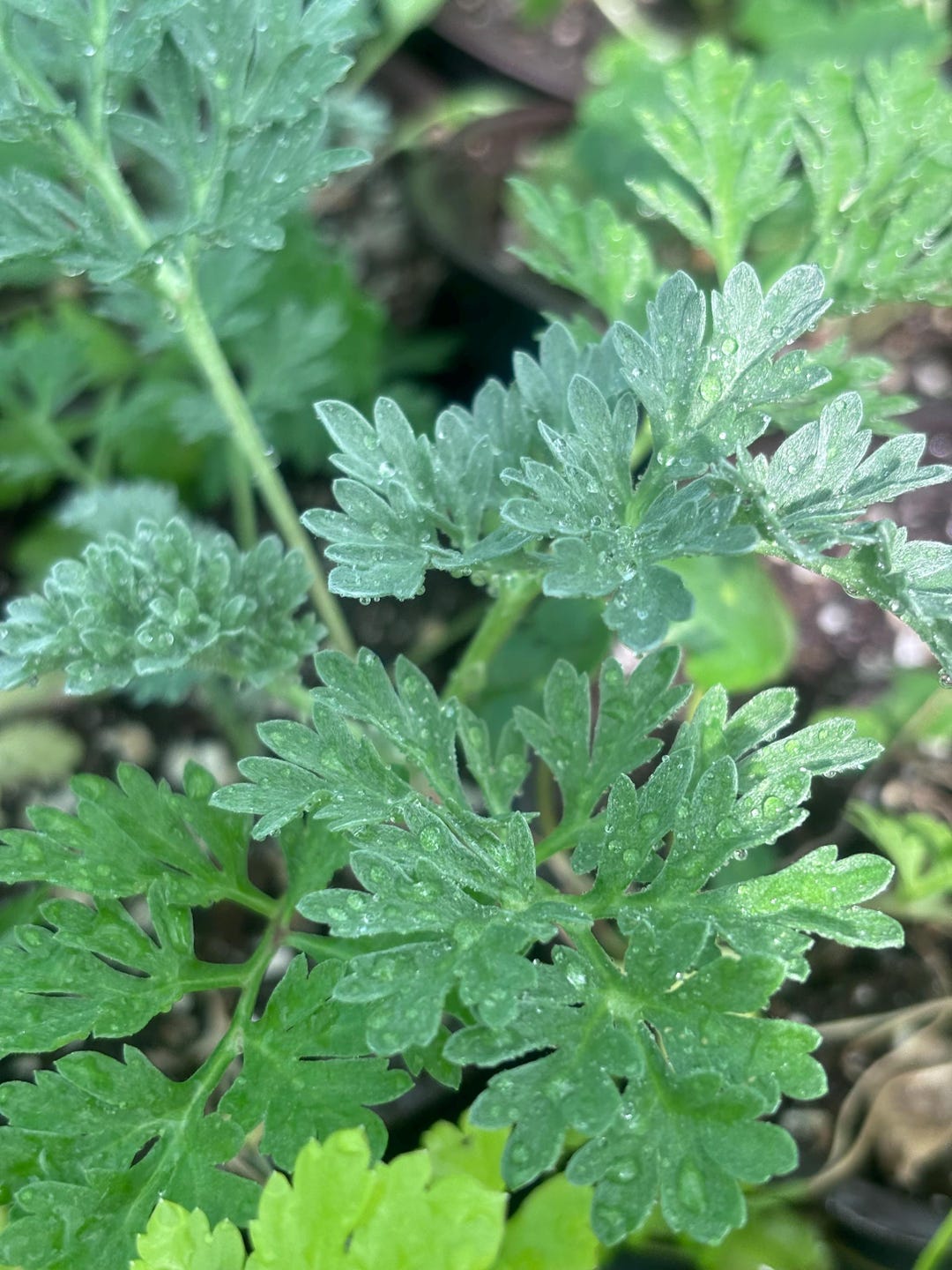 Wormwood |medicinal Herb | Herbal Tea | Non GMO | Artemisia Absinthium ...