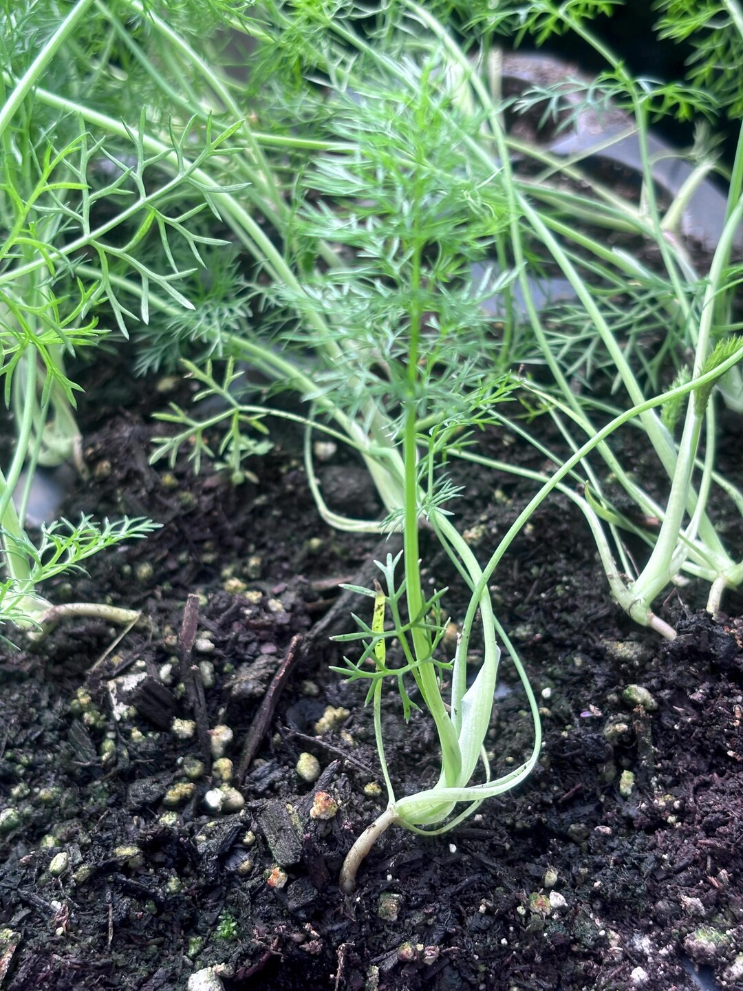 Live Fennel Florence Plant - Etsy